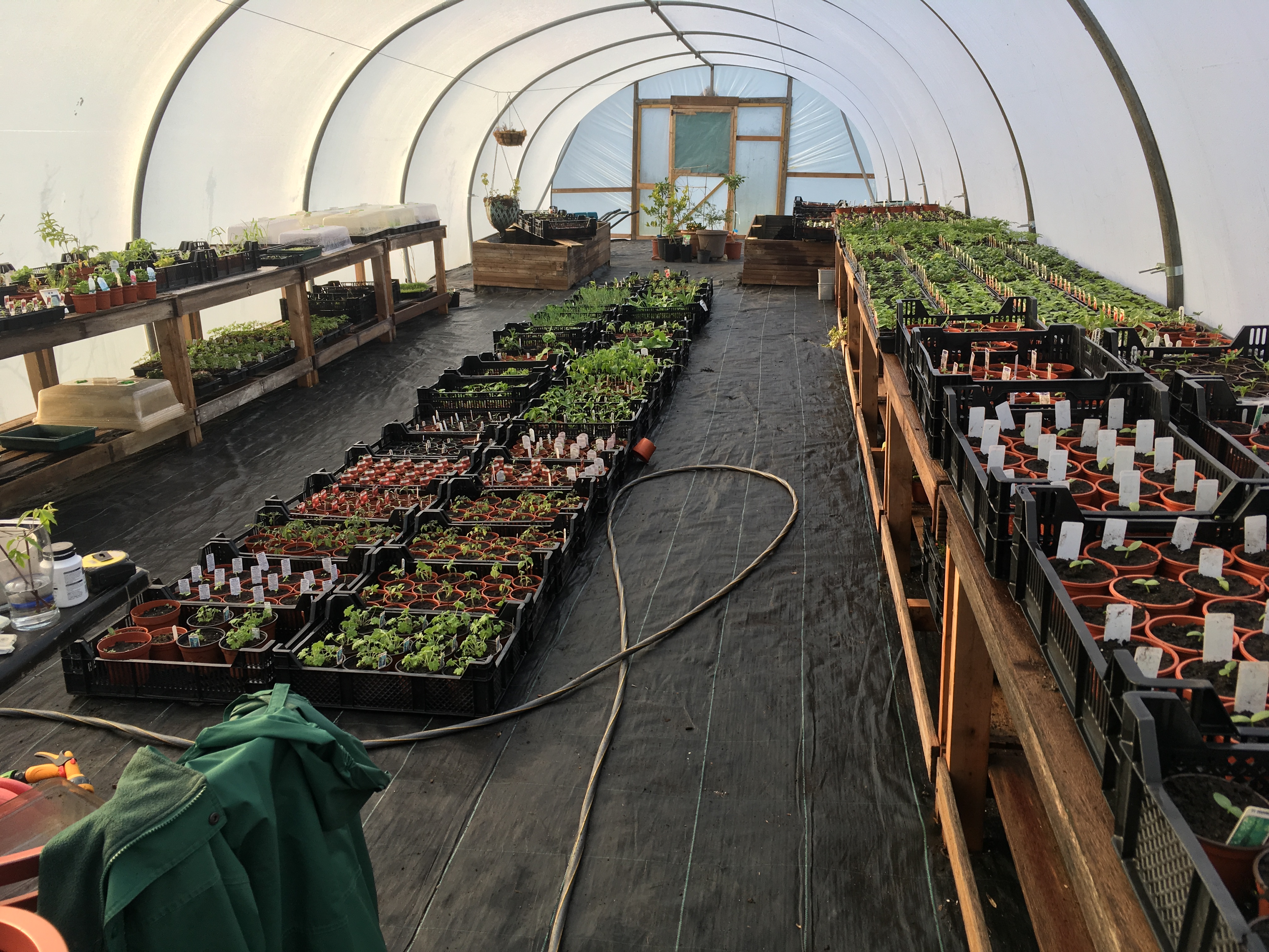First winter in the polytunnel – Homegrown and Hopeful