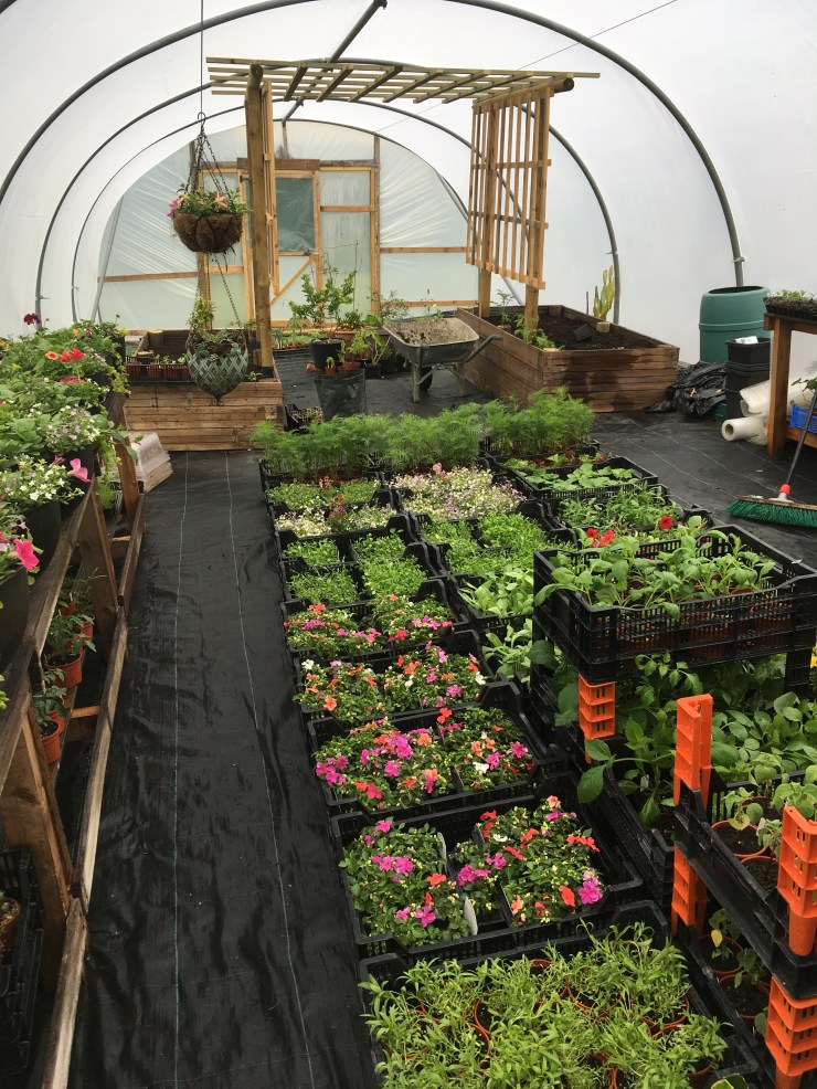 First Summer in the Polytunnel – Homegrown and Hopeful