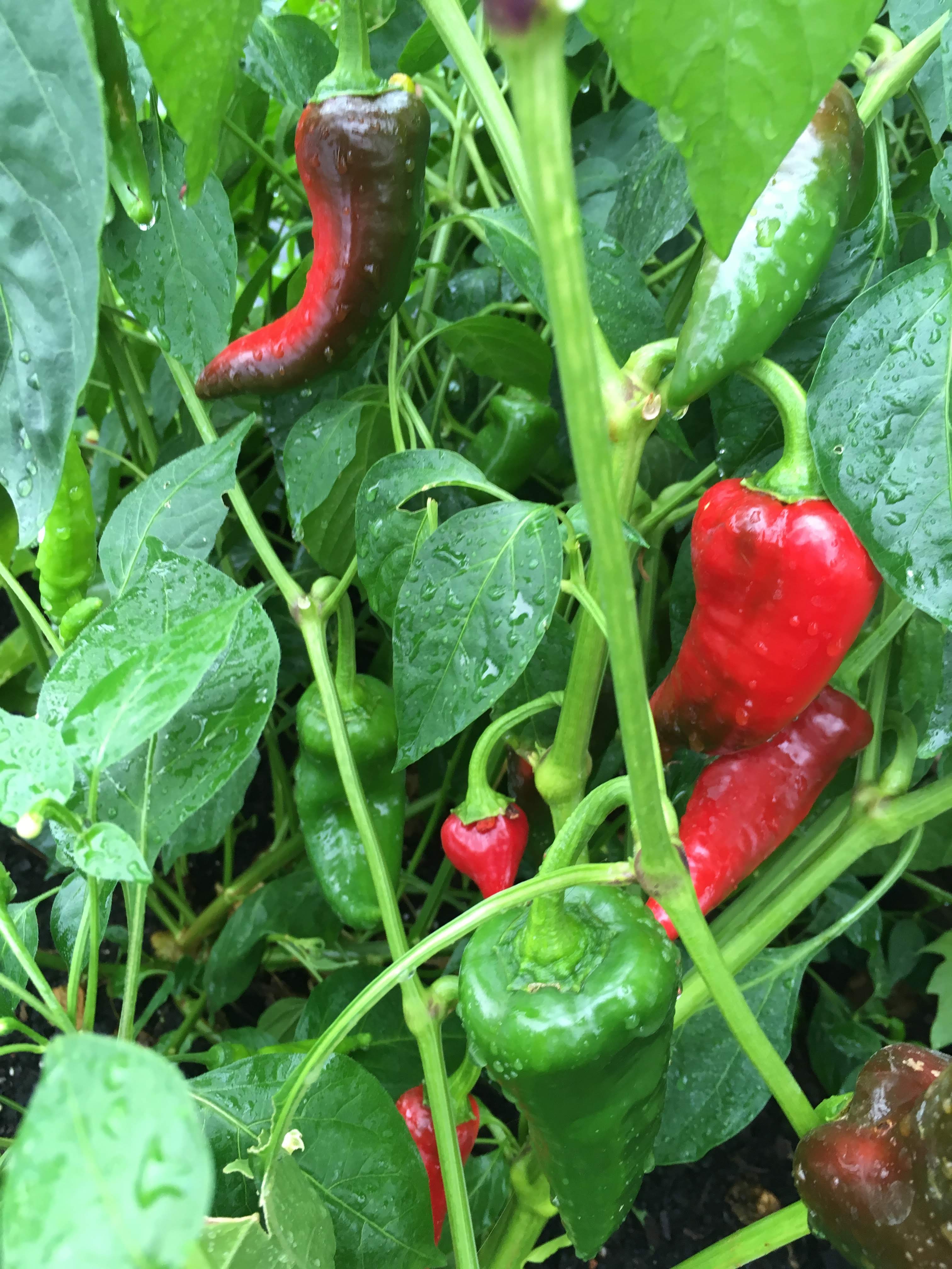 Chilli and Sweet Pepper Review – Homegrown and Hopeful