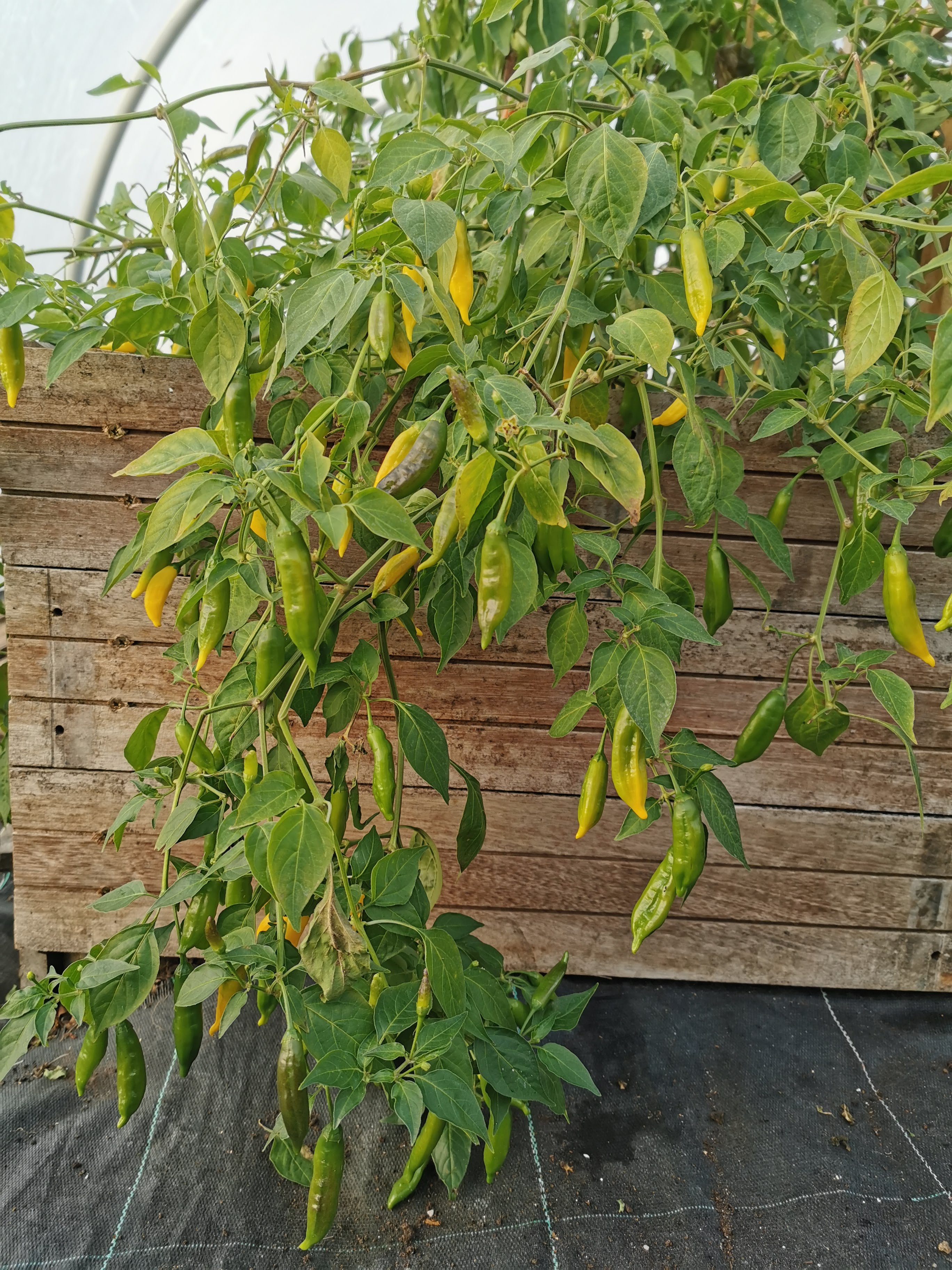 Chilli and Sweet Pepper Review – Homegrown and Hopeful