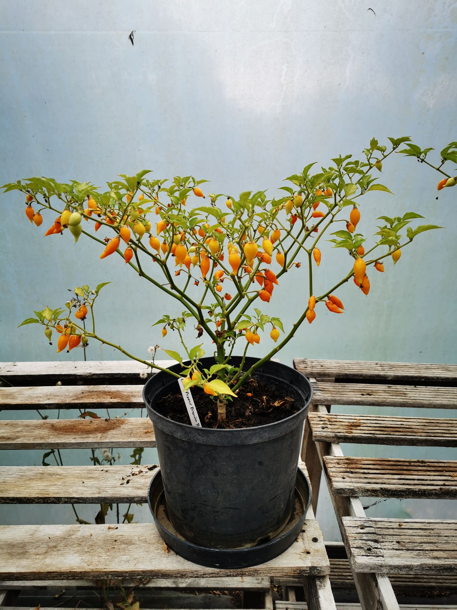 My top five favourite chilli peppers to grow from seed every year ...